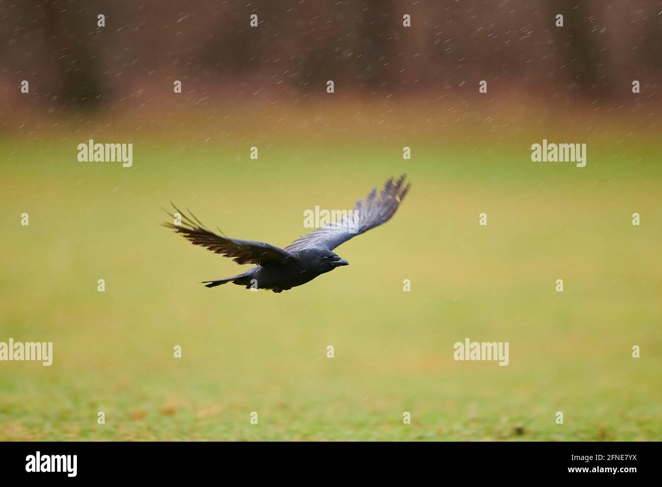 Flying carrion crow hi-res stock photography and images - Alamy