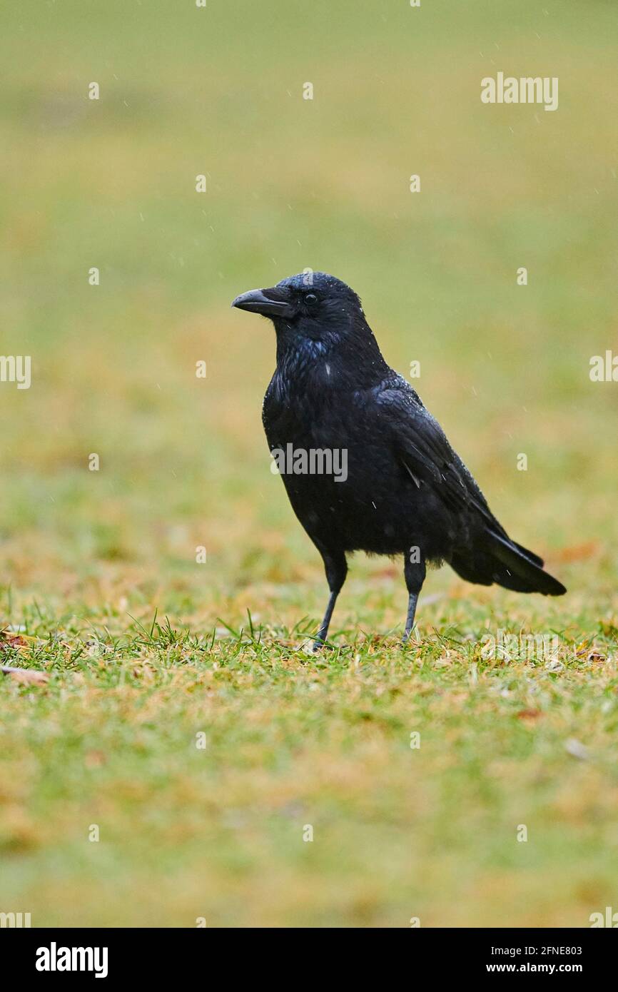 Carrion crow (Corvus corone) standing on a meadow, Bavaria, Germany ...