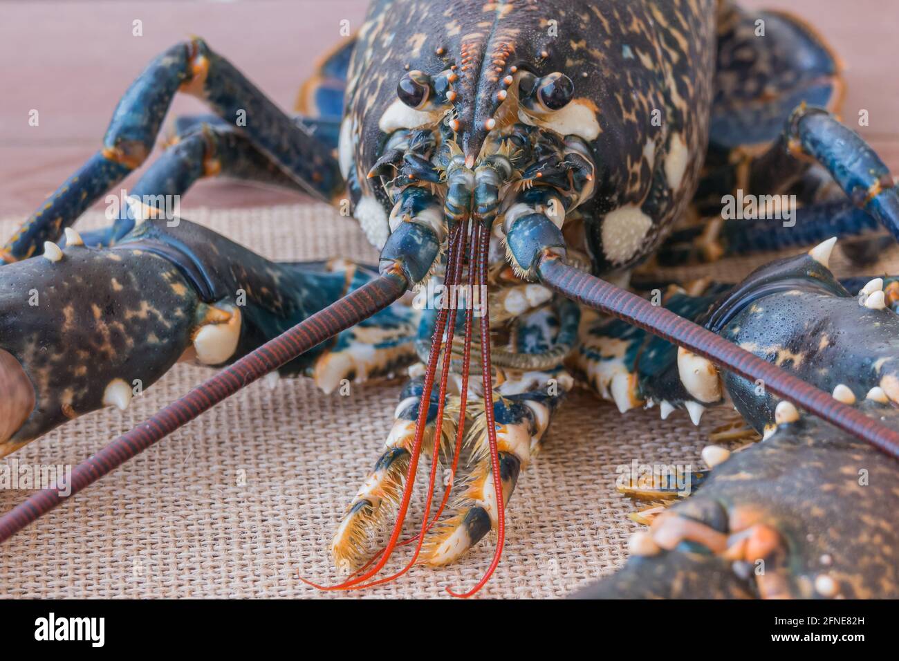 live lobster on front table close up with natural daylight indoors ...