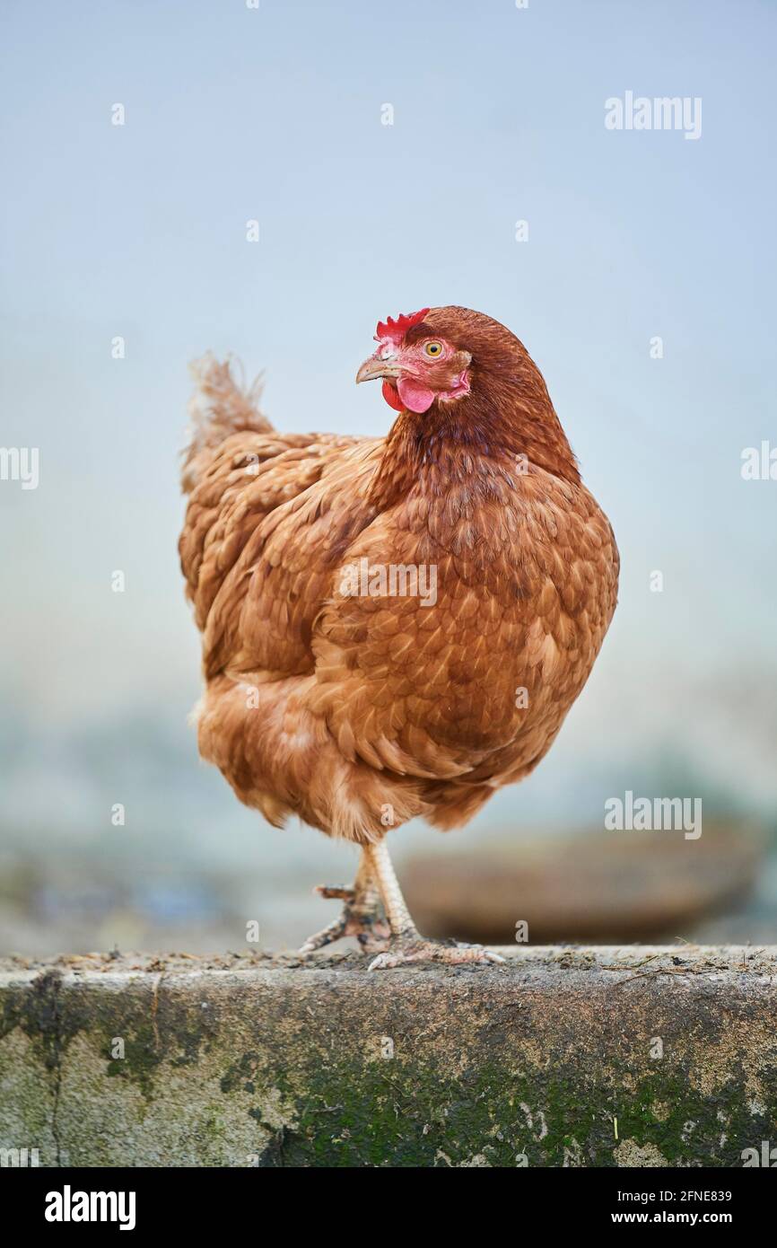 Chicken (Gallus gallus domesticus) hen, Bavaria, Germany Stock Photo ...