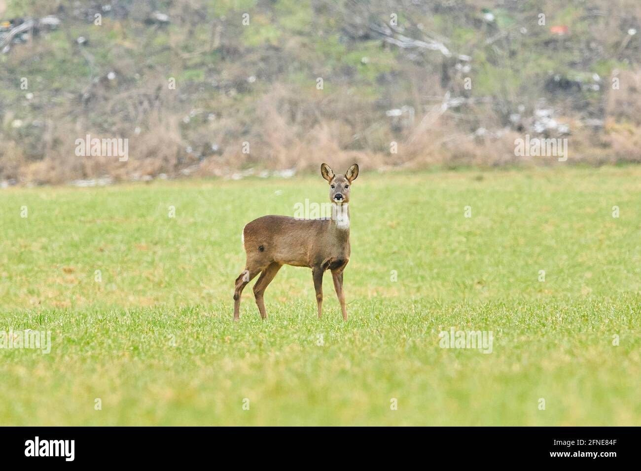 Roe deer (Capreolus capreolus) on a meadow, wildlife, Bavaria, Germany ...