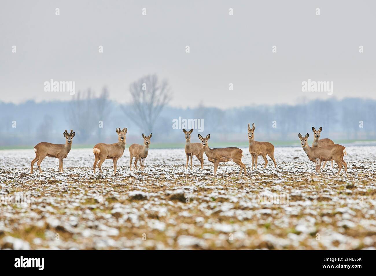 Roe deer (Capreolus capreolus), group, on a snowy field, wildlife ...