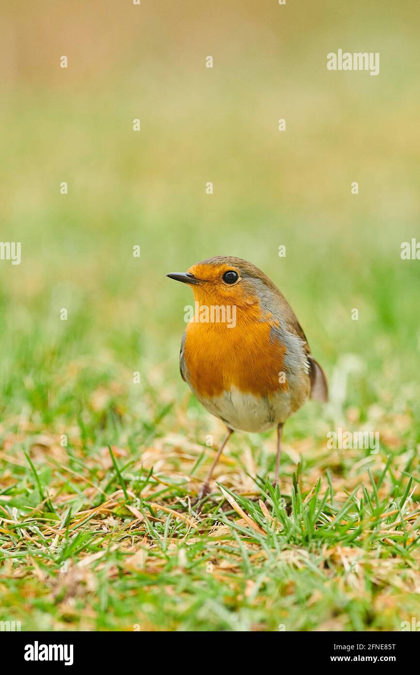 European robin (Erithacus rubecula) sitting on a meadow, Bavaria ...