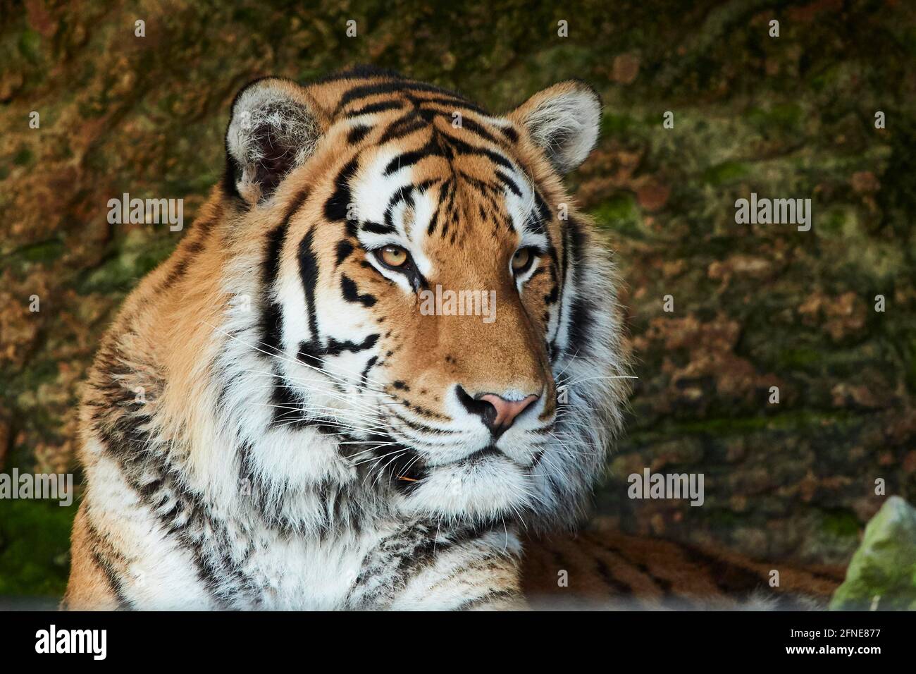 Siberian tiger (Panthera tigris tigris), portrait, Bavaria, Germany ...