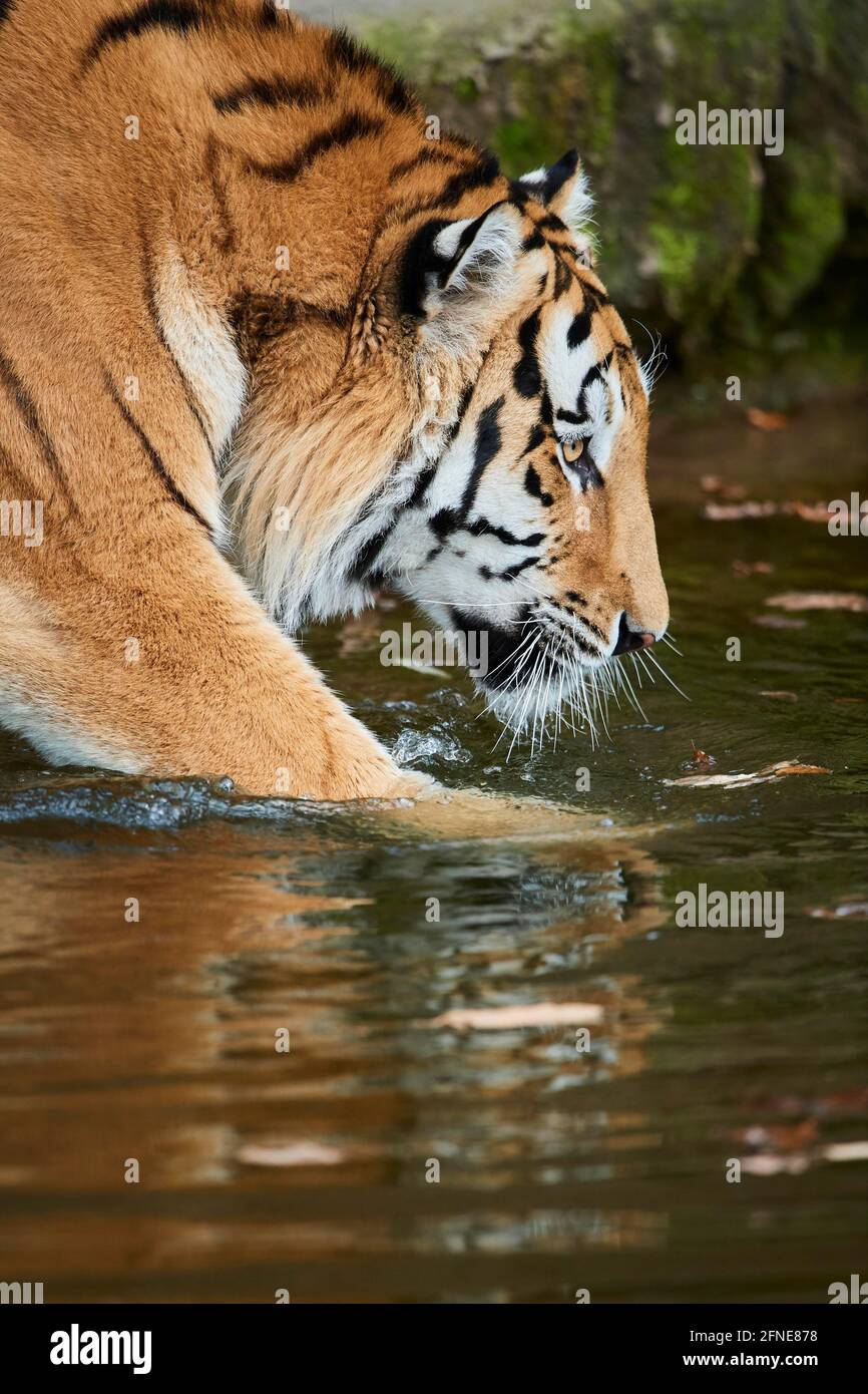 Bengal tiger (Panthera tigris tigris) in water, portrait, captive ...