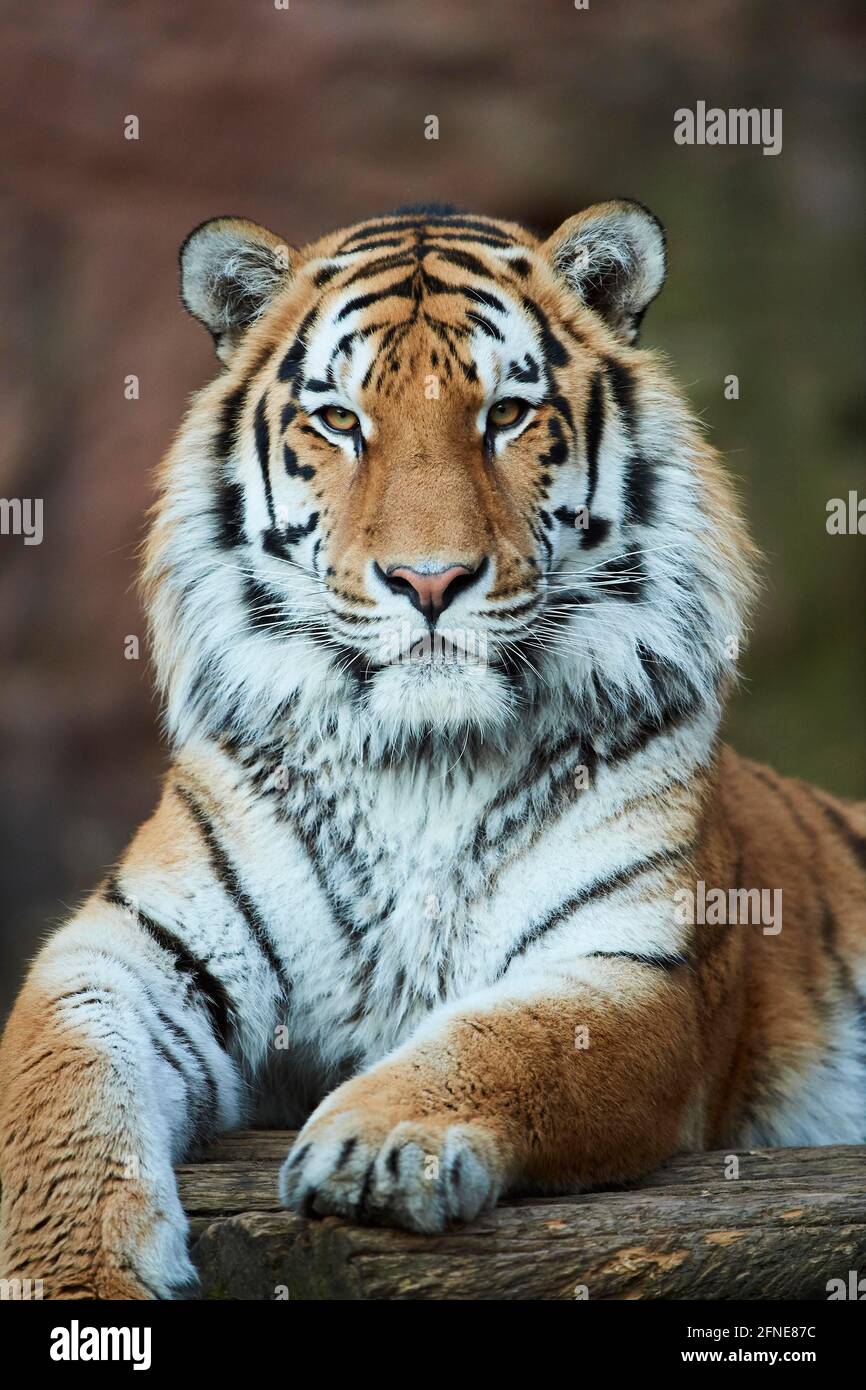 Siberian tiger (Panthera tigris tigris), Bavaria, Germany Stock Photo ...