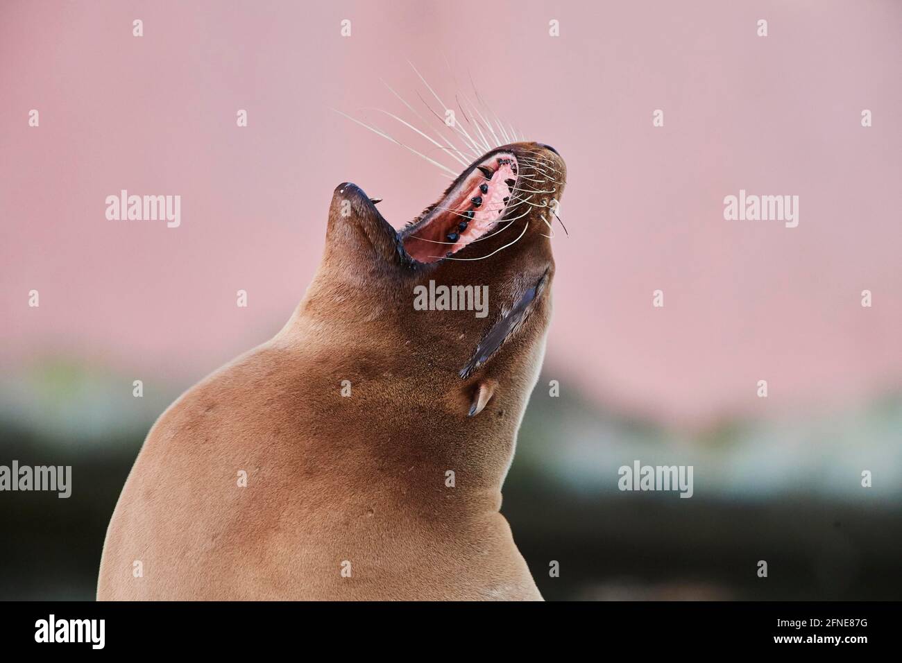 Lion open mouth zoo hi-res stock photography and images - Alamy