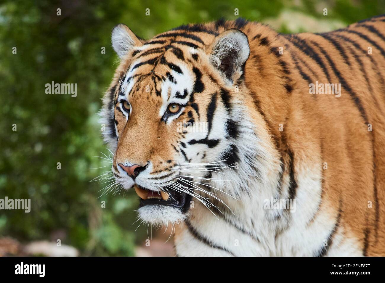 Bengal tiger (Panthera tigris tigris), portrait, captive, Germany Stock ...