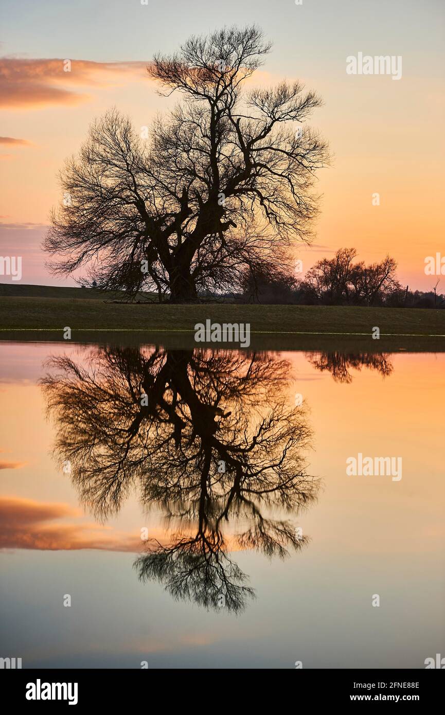 Crack willow or brittle willow (Salix fragilis) tree with refelction in ...