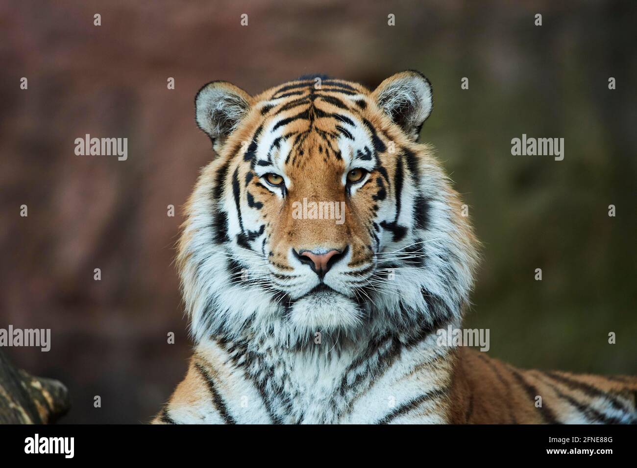 Siberian tiger (Panthera tigris tigris), portrait, Bavaria, Germany ...