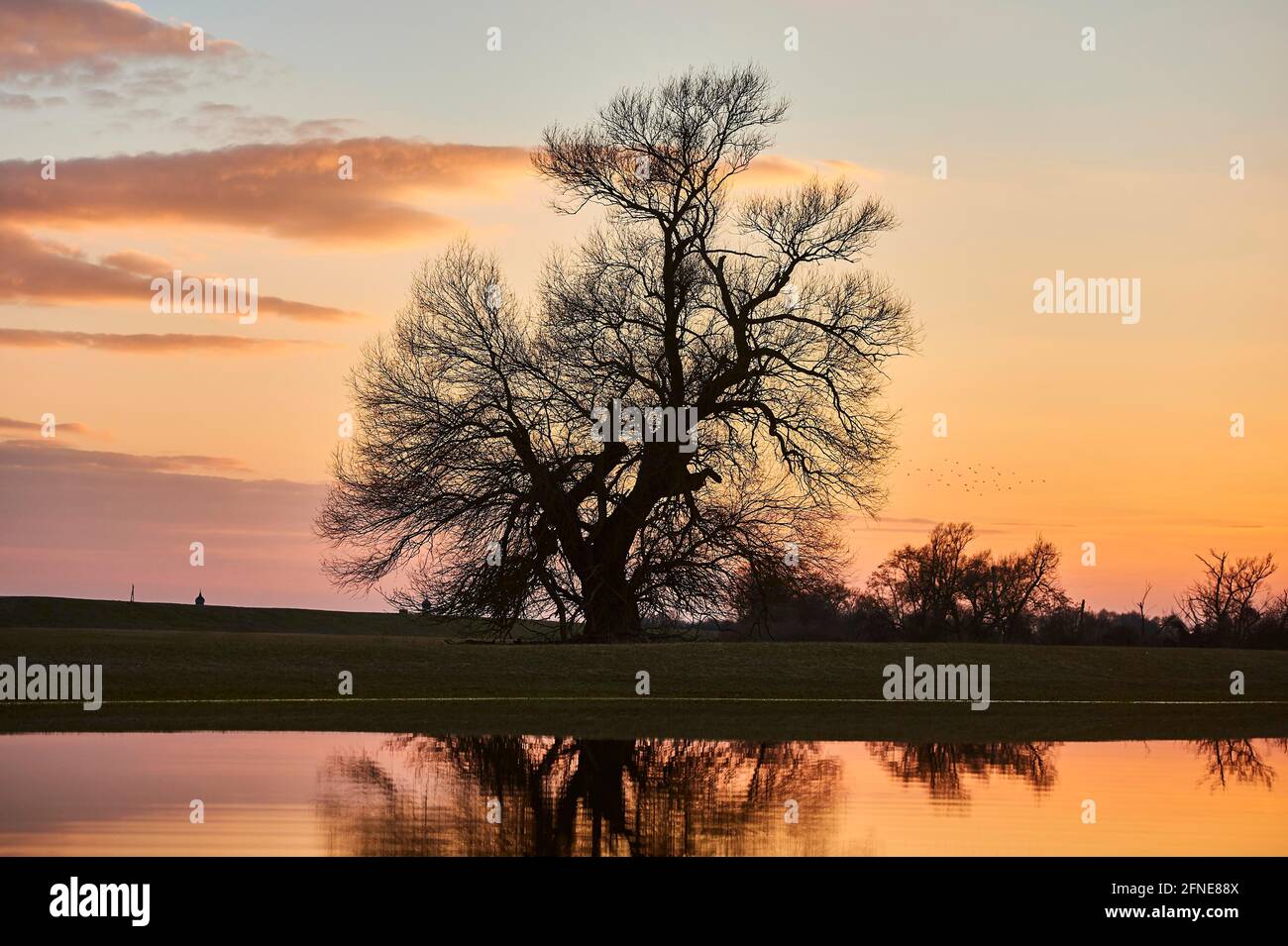 Crack willow or brittle willow (Salix fragilis) tree with refelction in ...