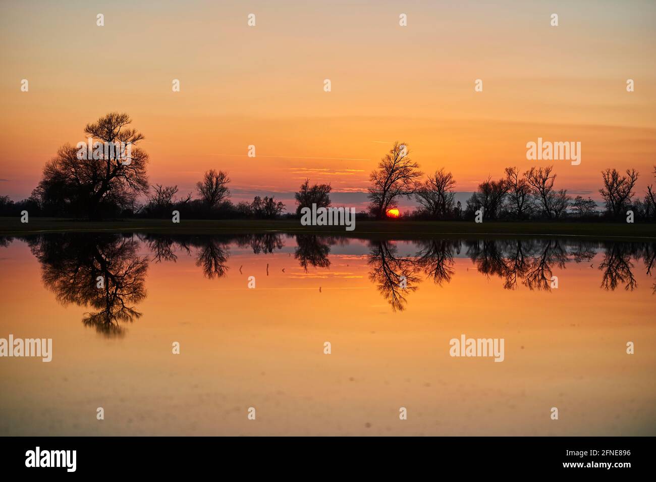 Crack willow salix fragilis salicaceae hi-res stock photography and ...