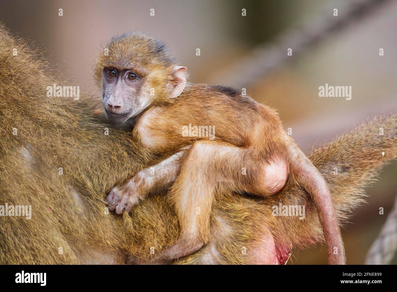 Guinea baboon (Papio papio), young clinging to mother, captive, Germany ...