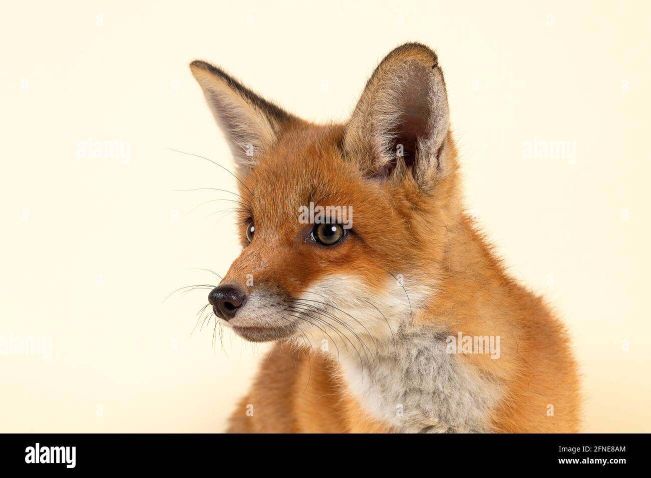 Red fox (Vulpes vulpes), animal portrait, young animal, 8 weeks, studio ...