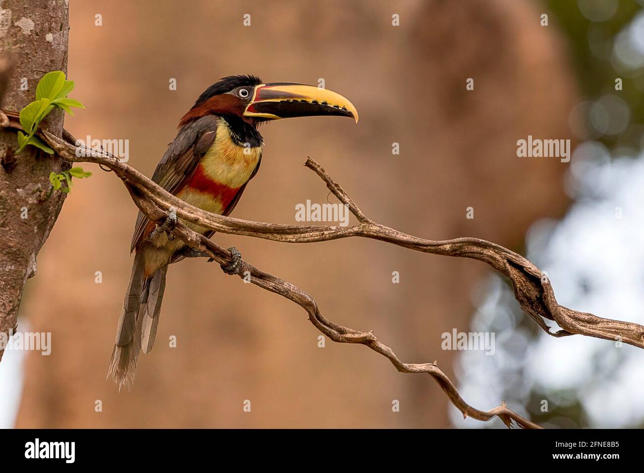 Chestnut-eared aracari (Pteroglossus castanotis), Pantanal, Mato Grosso ...