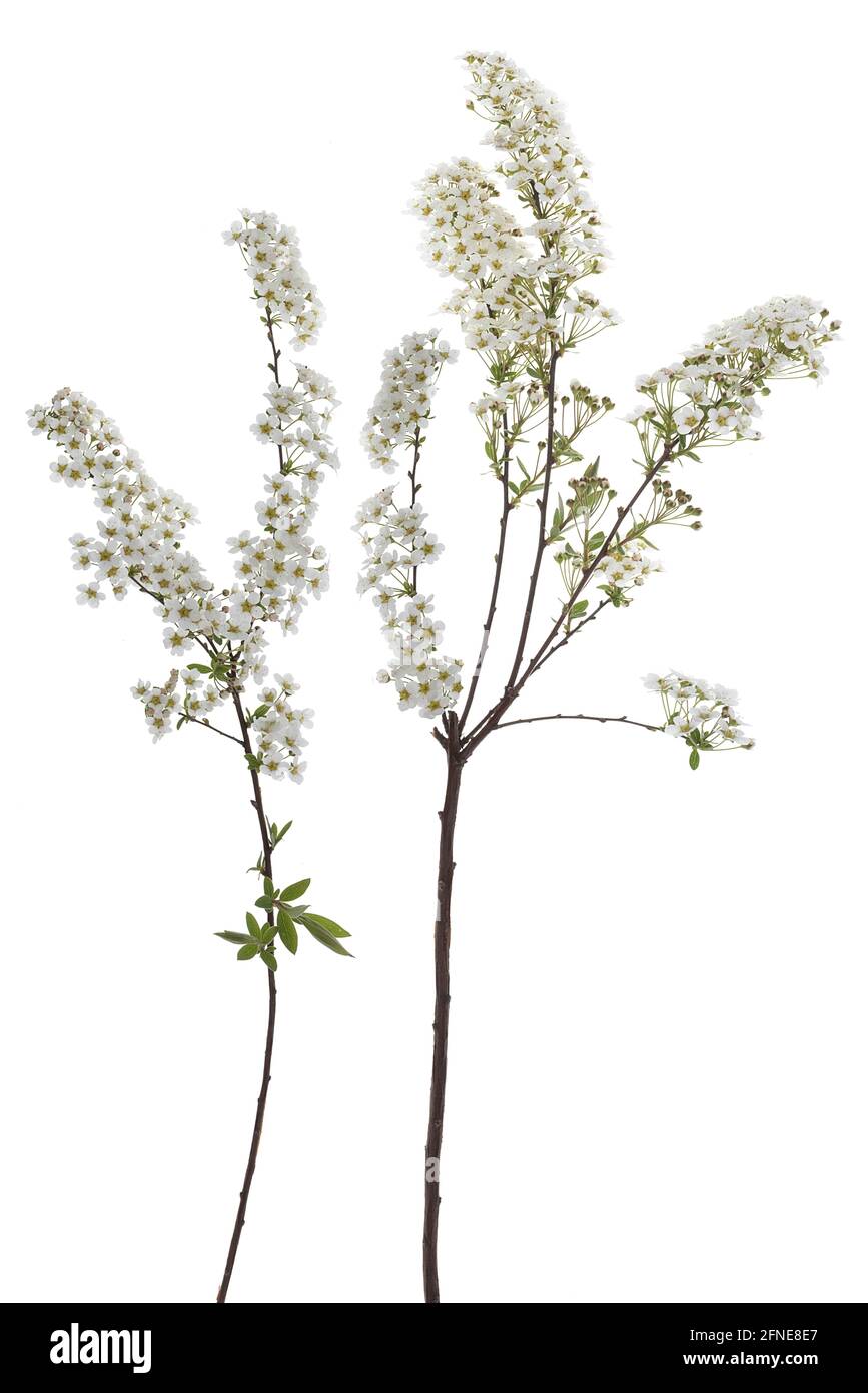 Flowering twigs of bridal spirea (Spiraea arguta) on white ground ...