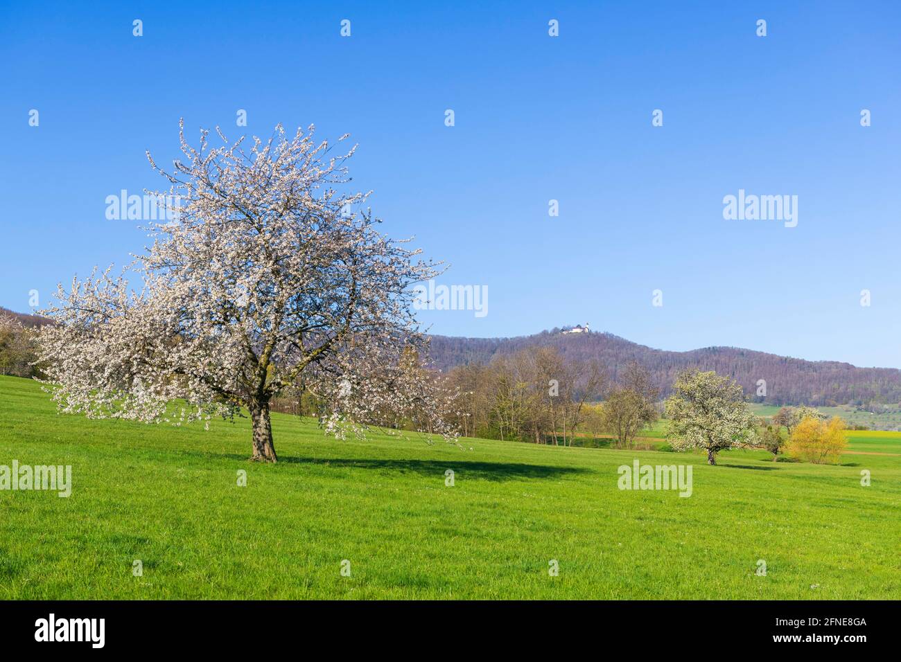 Orchard meadow, cherry tree, behind Teck Castle, Weilheim unter Teck ...
