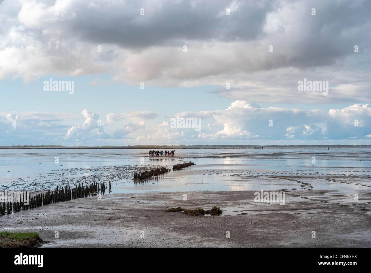 Beach at low tide with wooden groynes, mudflat walker, Wadden Sea ...