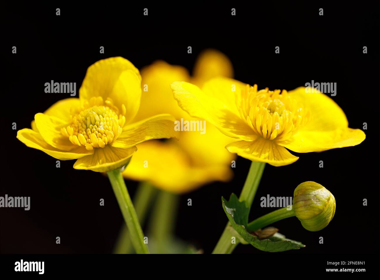 Marsh marigold (Caltha palustris) flowers and flower bud, Schleswig ...