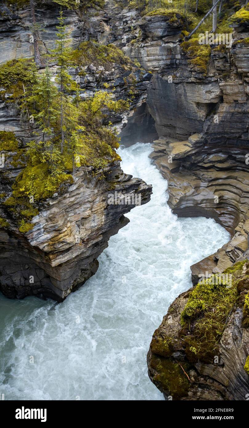 White water flowing through a gorge, Athabasca Gorge, Athabasca River ...