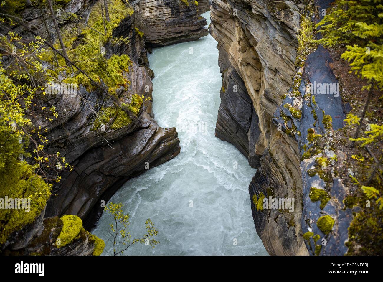 White water flowing through a gorge, Athabasca Gorge, Athabasca River ...