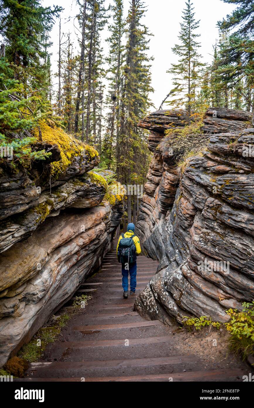 Hiker on path between pancake sandstones, Athabasca Gorge, Jasper ...