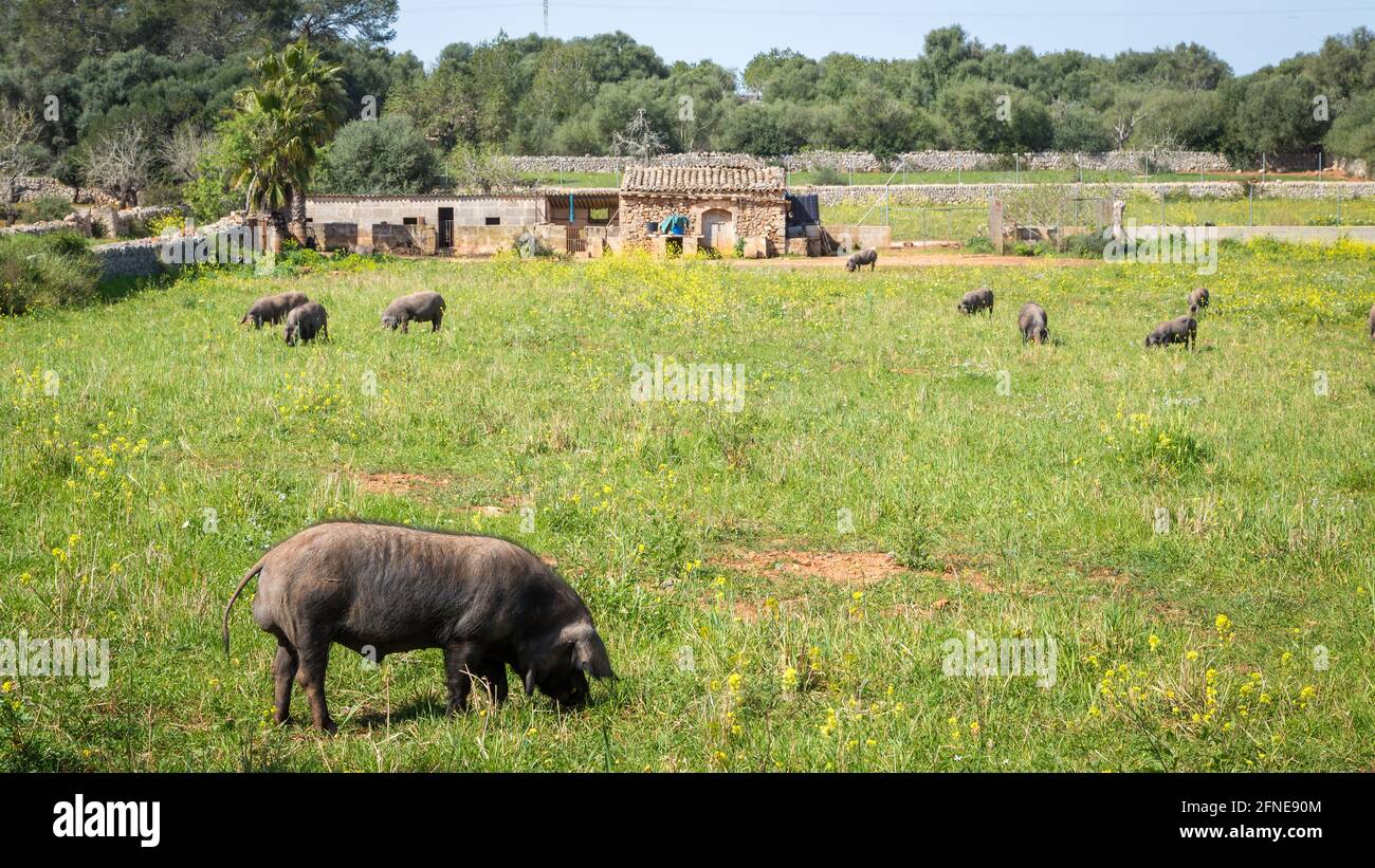 Pigs Majorca High Resolution Stock Photography and Images - Alamy