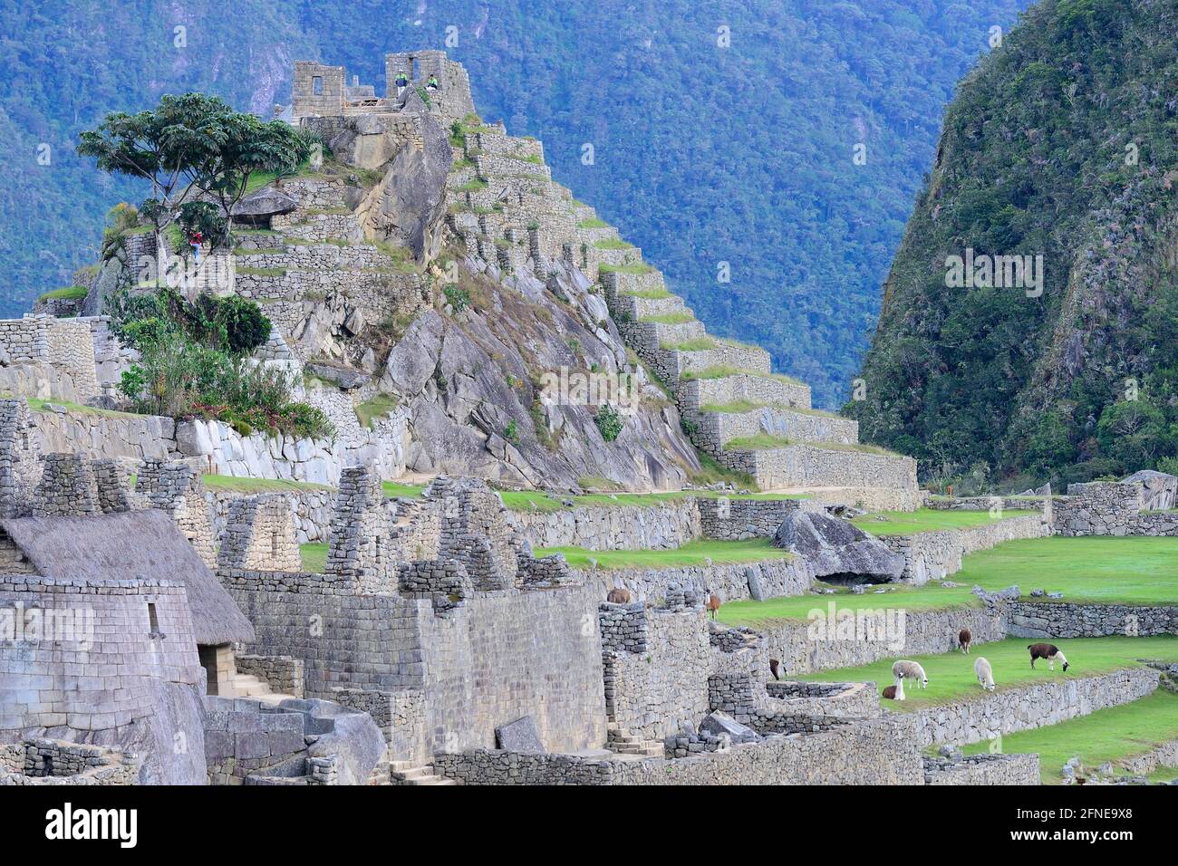 Inca ruined city at dawn, Machu Picchu, Urubamba province, Peru Stock ...