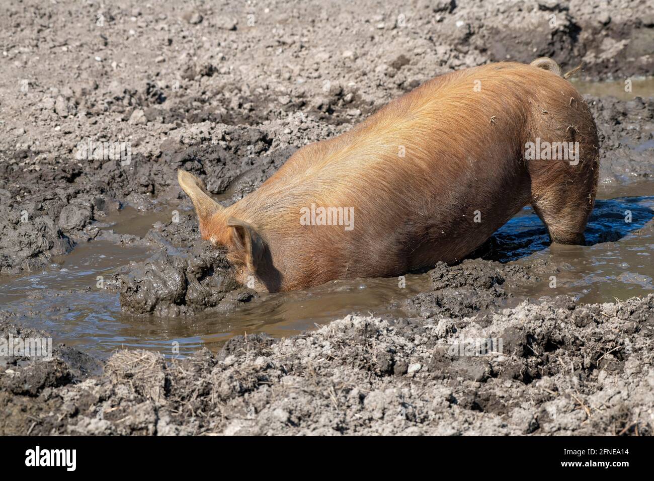 Duroc pig, old domestic breed from the USA, Eggen-Hof, Vomp, Tyrol ...