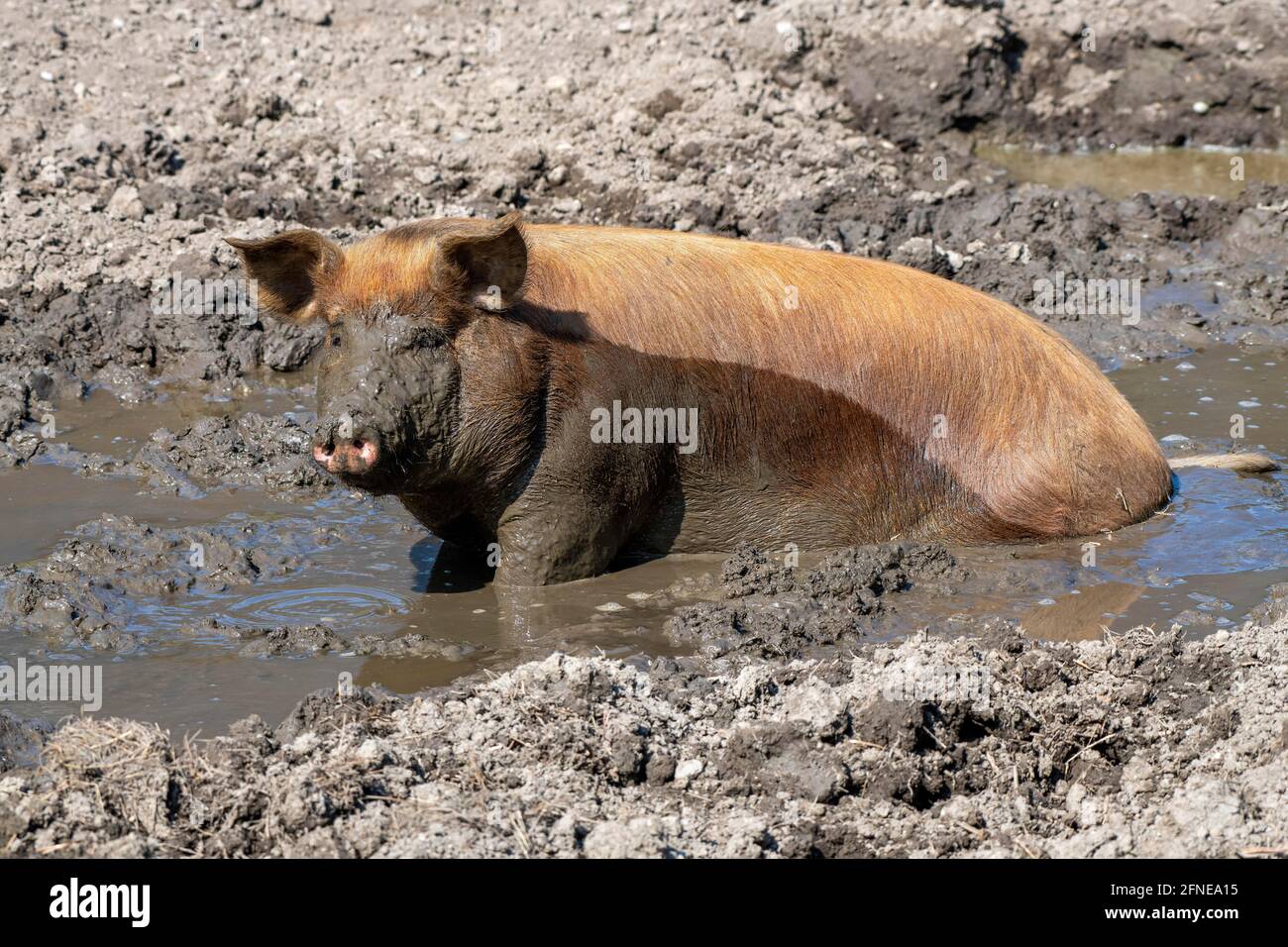 Duroc pig, old domestic breed from the USA, Eggen-Hof, Vomp, Tyrol ...