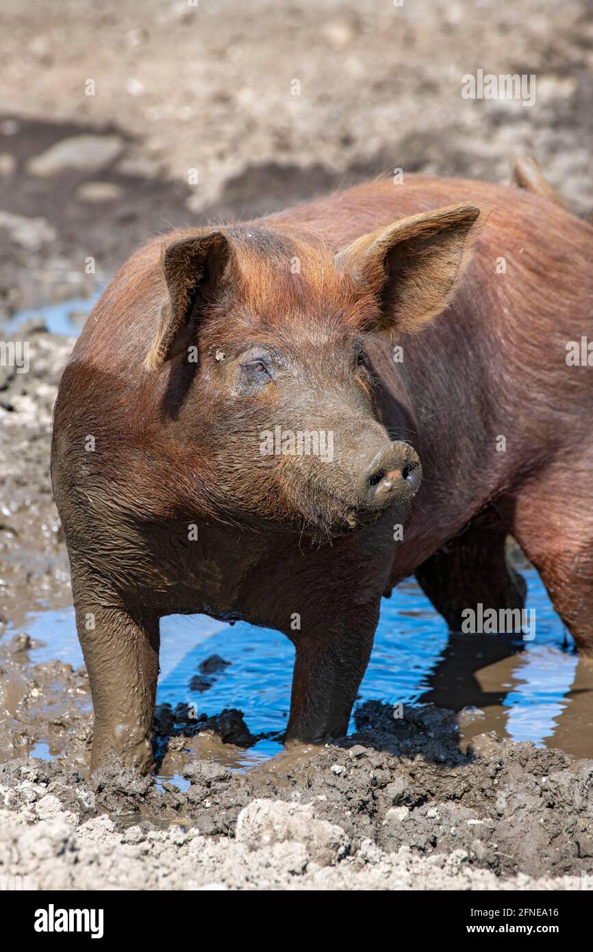 Duroc pig, old domestic breed from the USA, Eggen-Hof, Vomp, Tyrol ...
