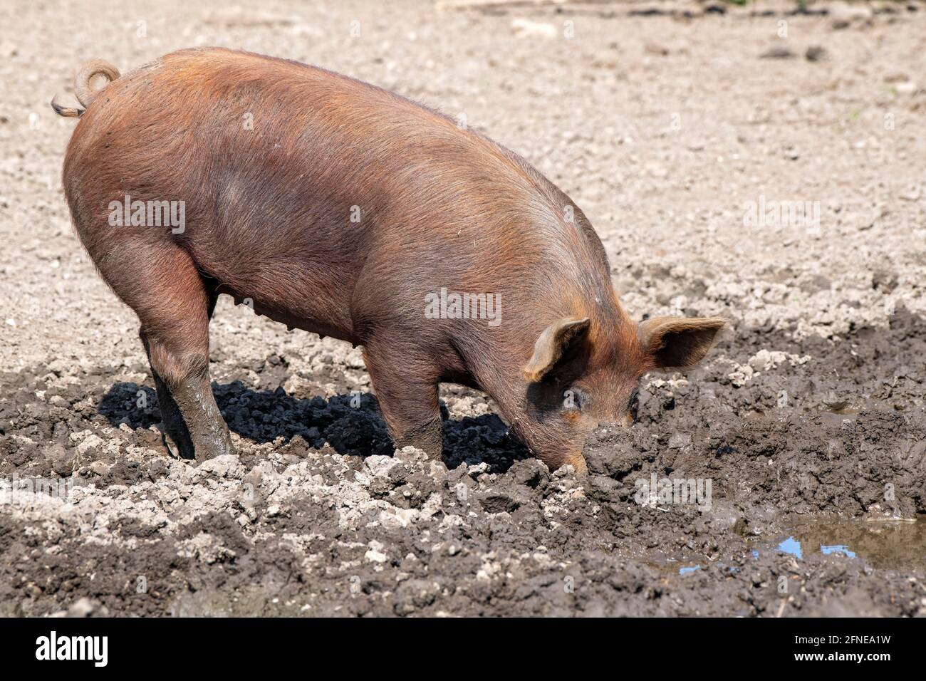 Duroc pig, old domestic breed from the USA, Eggen-Hof, Vomp, Tyrol ...