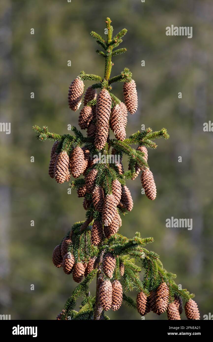 Spruce (Picea abies), top with many open cones, in spring, Stanser-Joch ...