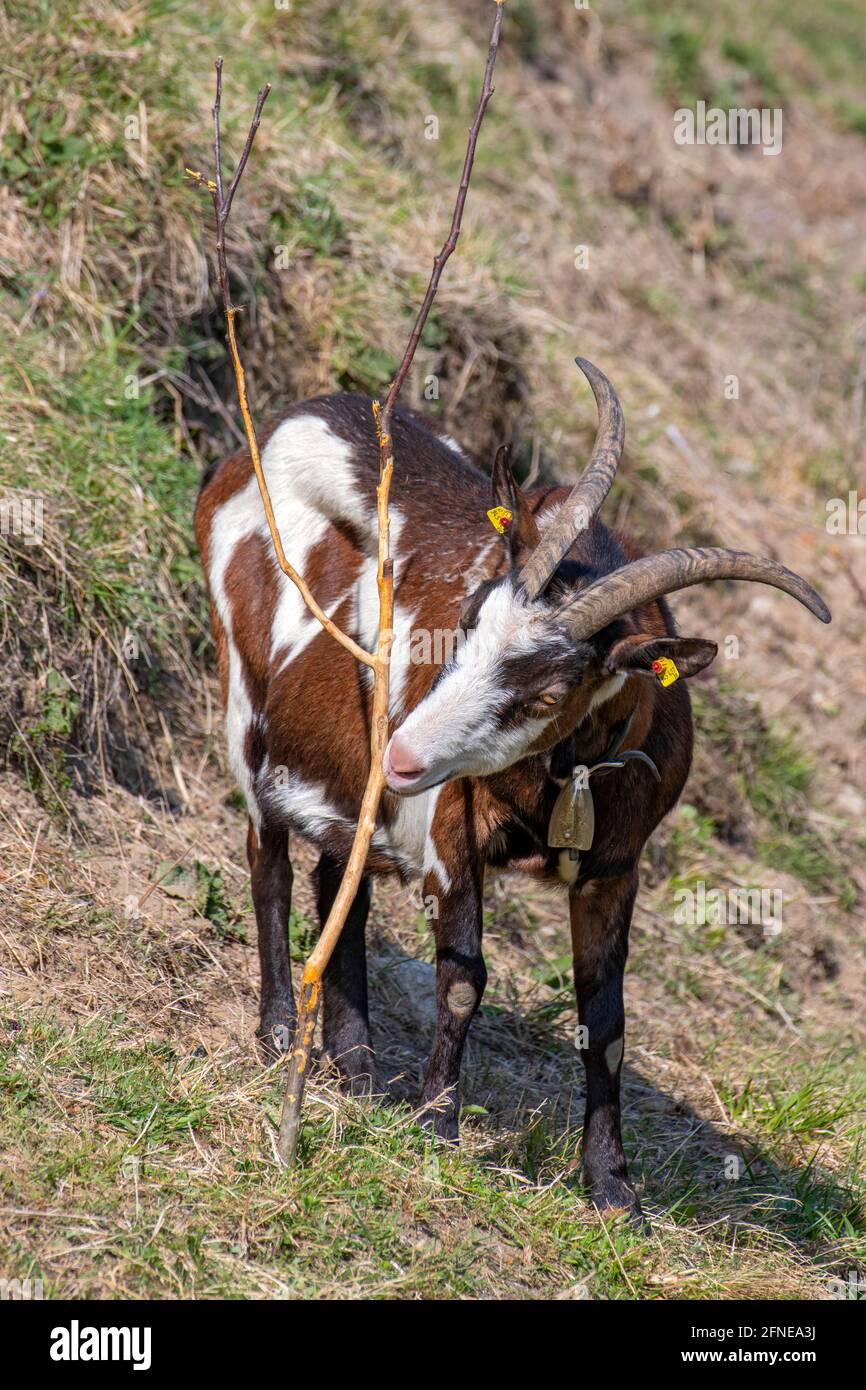 Tauernschecken hi-res stock photography and images - Alamy