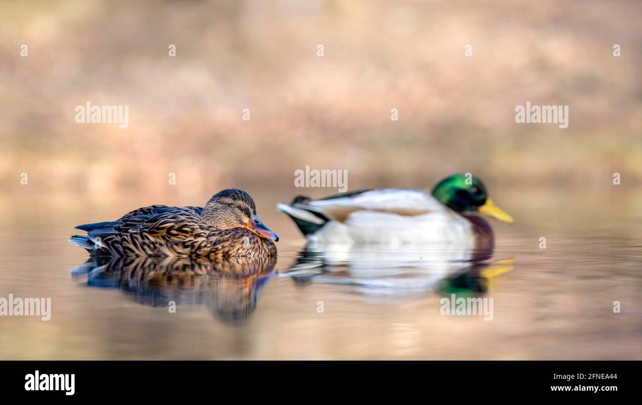 Two mallards (Anas platyrhynchos), female and male, swimming at the ...