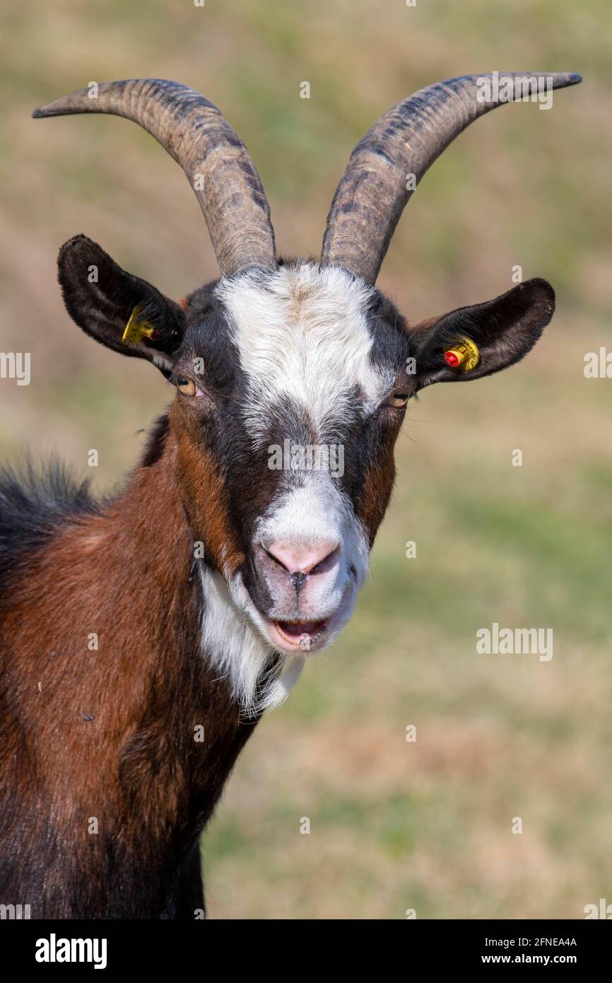 Tauernschecken domestic goat, Eggen-Hof, Vomp, Tyrol, Austria Stock ...