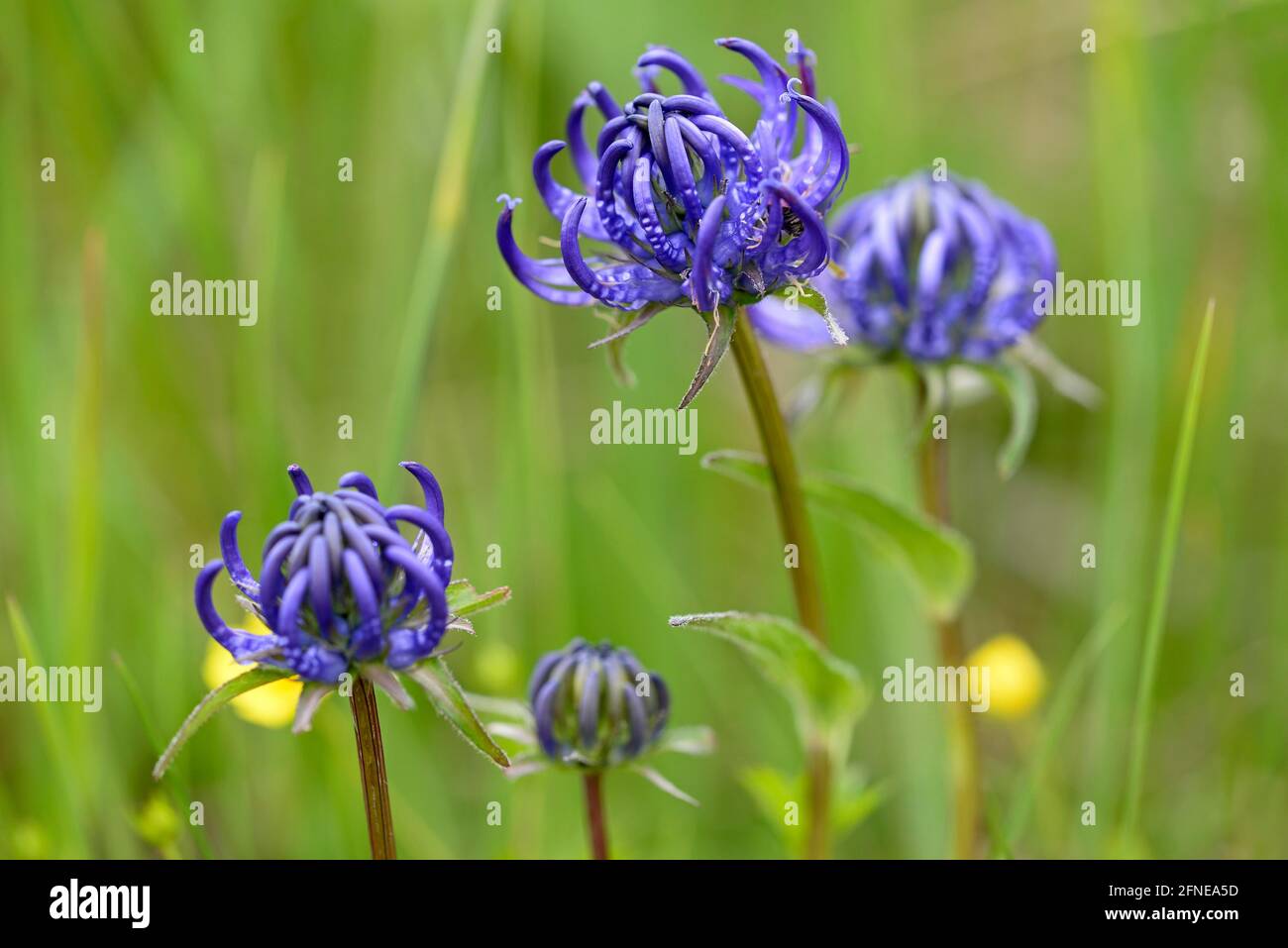 Devil's claw plant hi-res stock photography and images - Alamy