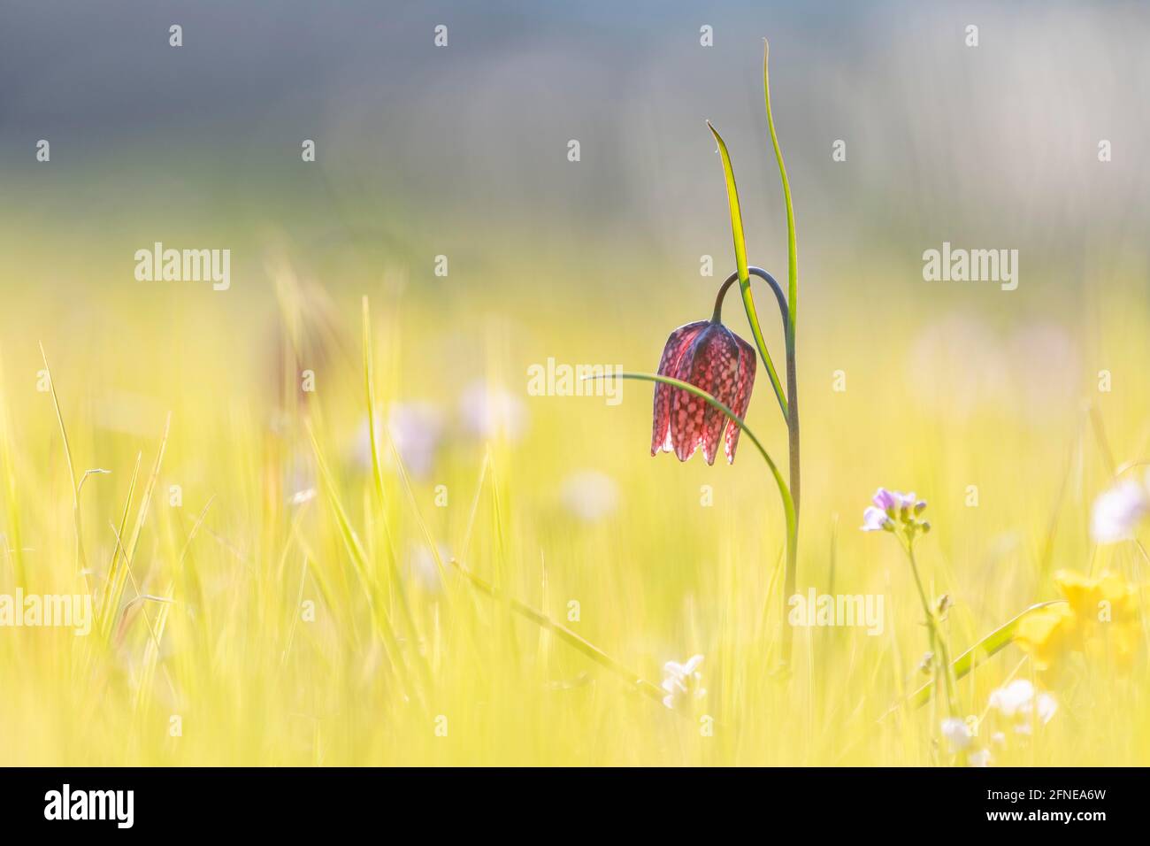 Checkerboard flower hi-res stock photography and images - Alamy