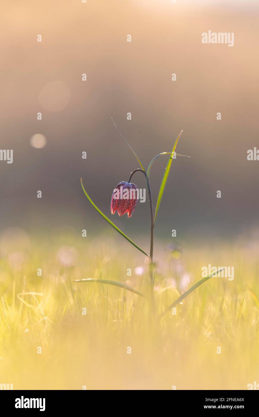 Chess flower, also known as checkerboard flower (Fritillaria meleagris ...