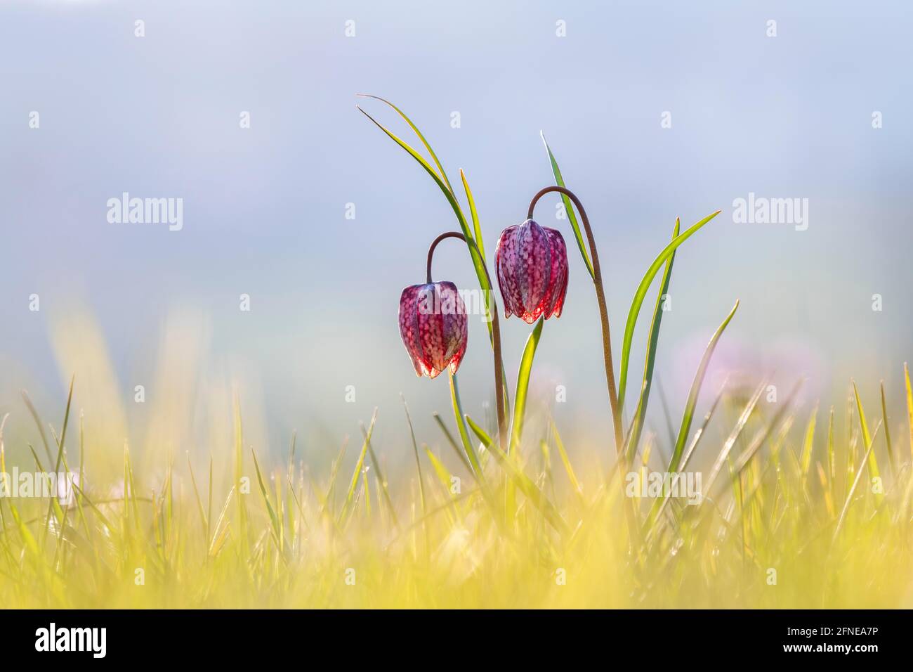 Chess flower, also known as checkerboard flower (Fritillaria meleagris ...