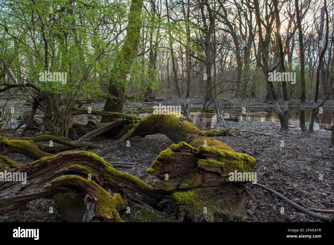 Floodplain, Marchauen, Marchegg, Marchfeld, Weinviertel, Lower Austria ...