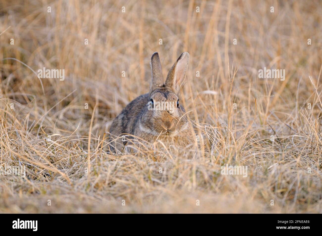 European wild rabbit, in dune grass, evening, April, Texel Island ...