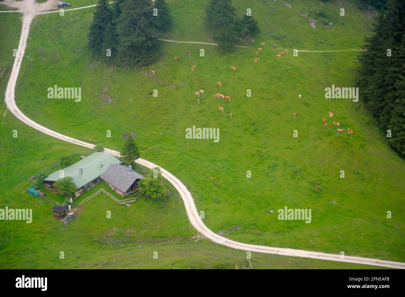 View from gondola of Hochfellnbahn, alp with cows, July, Chiemgau ...