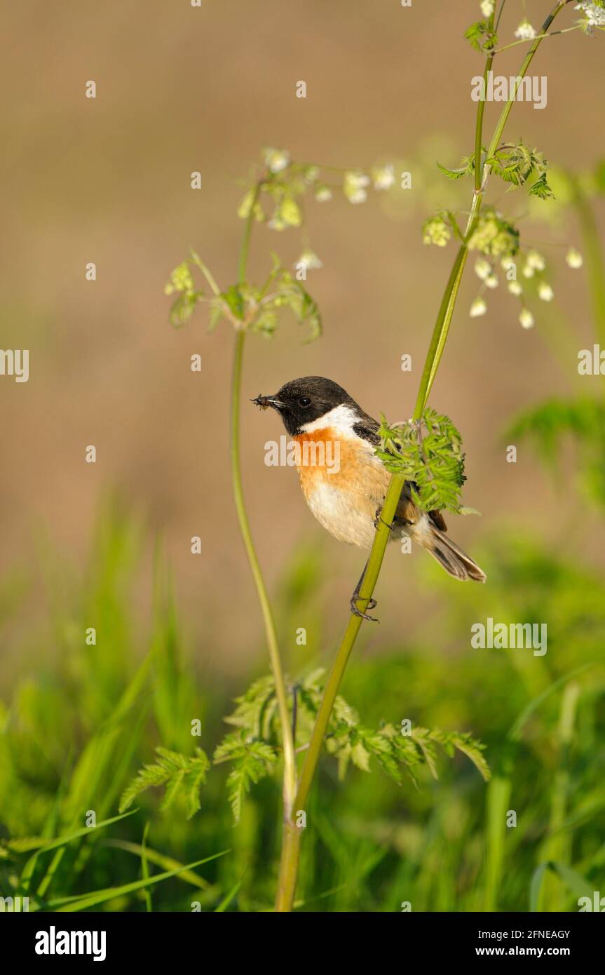 Adult african male stonechat hi-res stock photography and images - Alamy