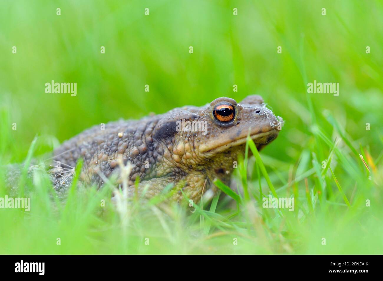 Common toad, adult, August, Oberhausen, Ruhr Area, North Rhine ...