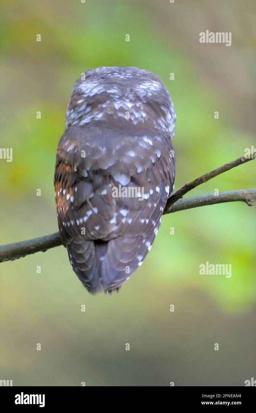 Great Horned Owl, adult, October, captive, Bavarian Forest National ...