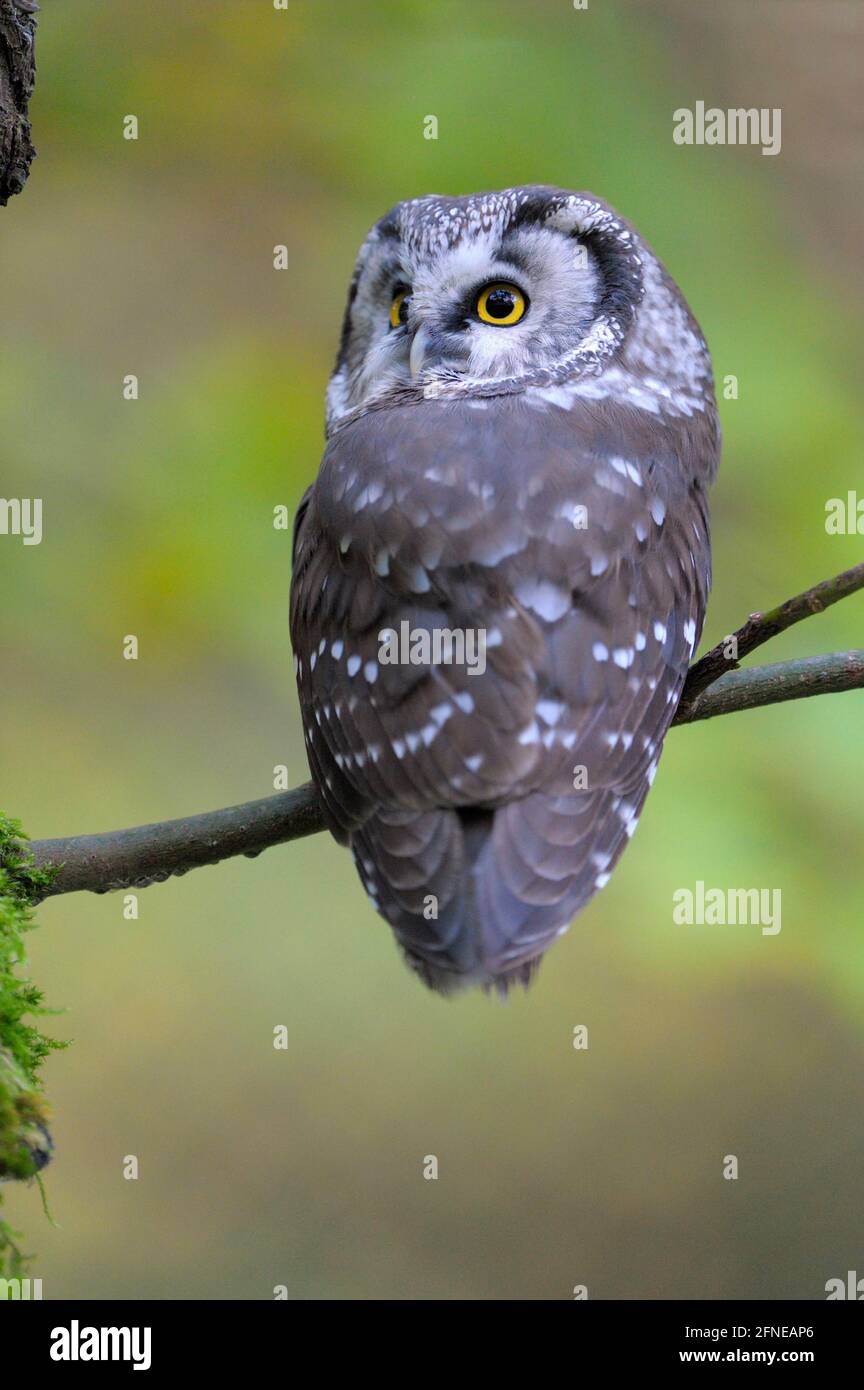 Rear view of owl hi-res stock photography and images - Alamy