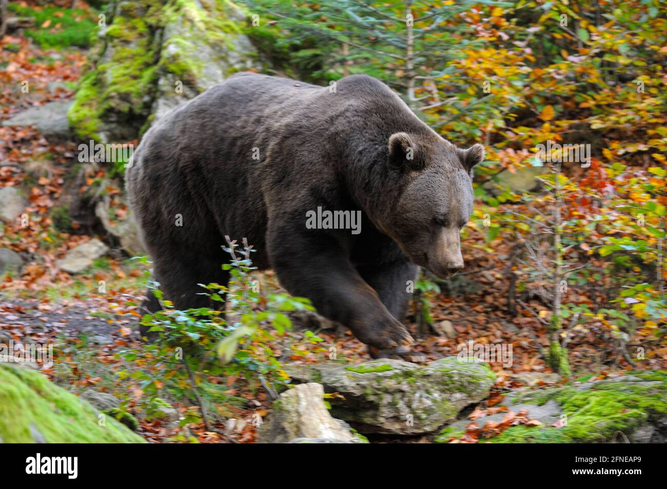 European brown bear, adult, October, captive, Bavarian Forest National ...