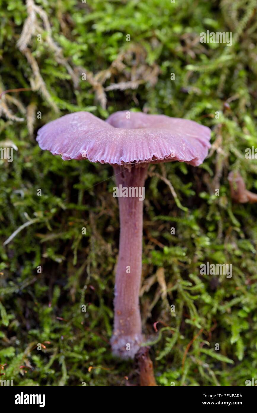Fungus cake hi-res stock photography and images - Alamy