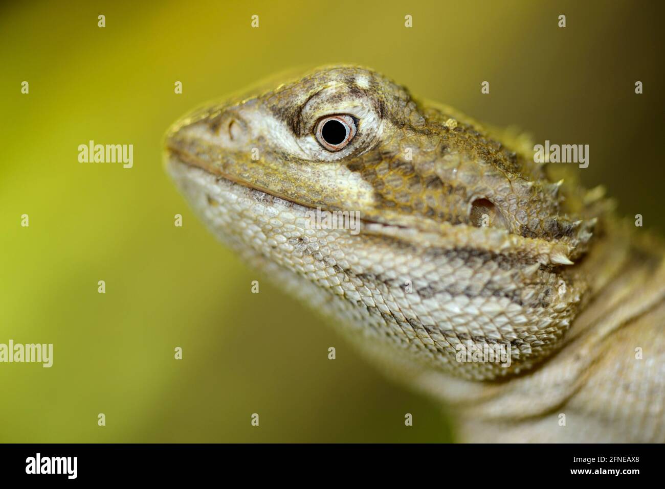 Reptile stellion hi-res stock photography and images - Alamy